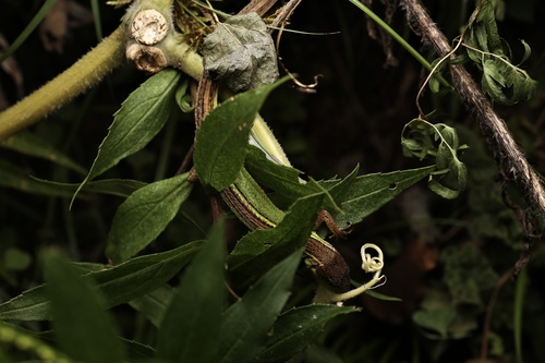 Observations by alexeikawa · iNaturalist