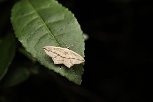 Observations by alexeikawa · iNaturalist