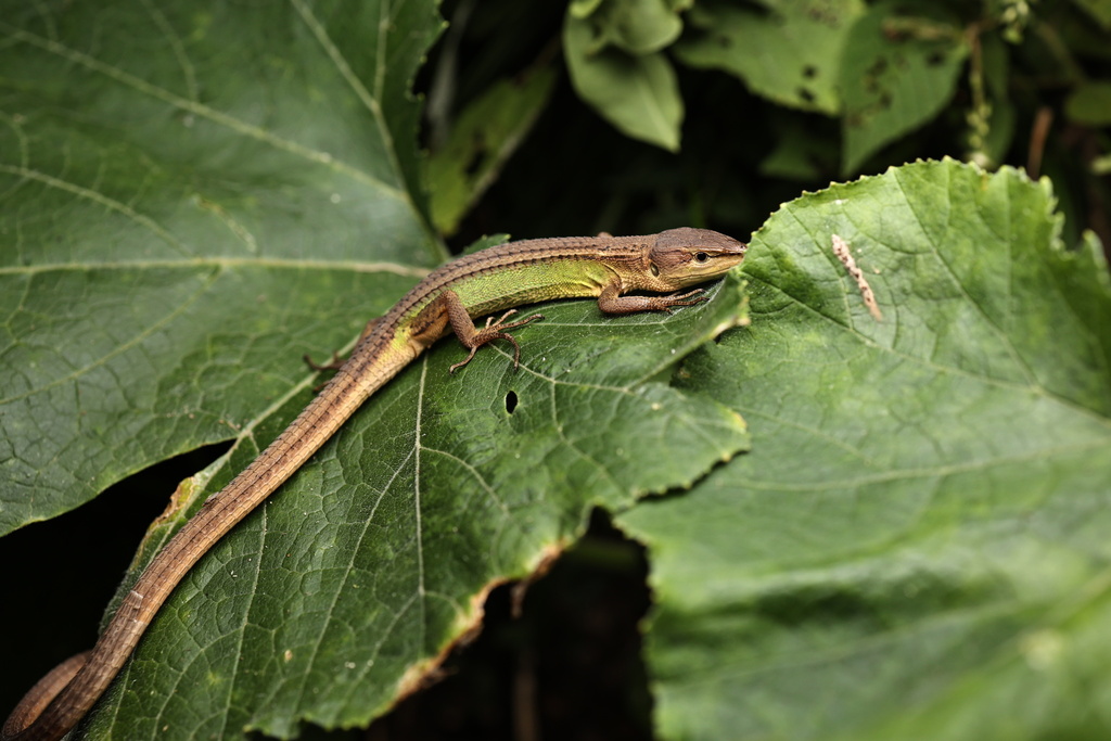 China Grass Lizard from Zhoushan, CN-ZJ, CN on October 1, 2023 at 09:05 ...
