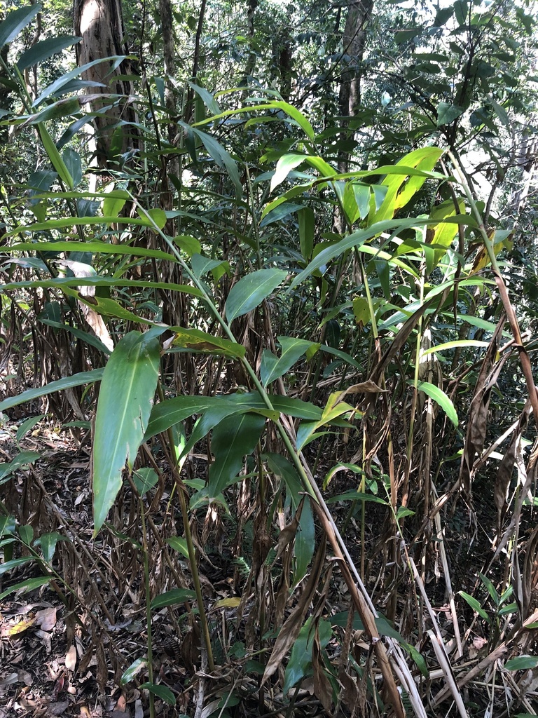 Native Ginger from Border Ranges National Park, Cougal, NSW, AU on ...