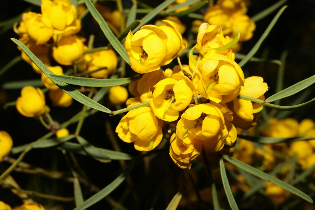 Twin-leaf Desert Senna from Glen Alice NSW 2849, Australia on September ...