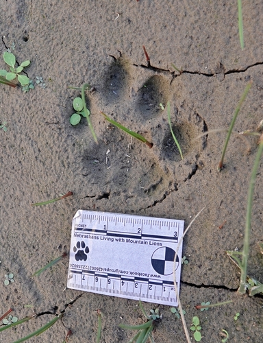 Mountain Lion Tracks – NatureTracking