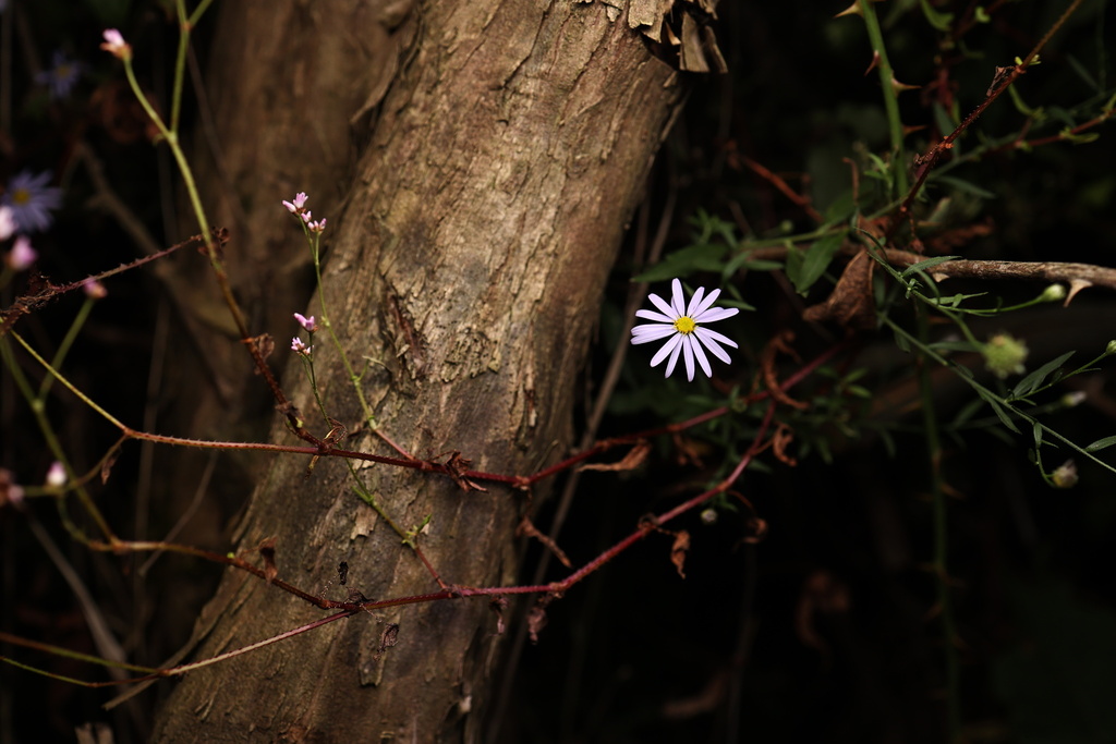 Aster indicus from 普陀区海岛公园, 舟山市, 浙江省, CN on October 1, 2023 at 08:58 PM ...