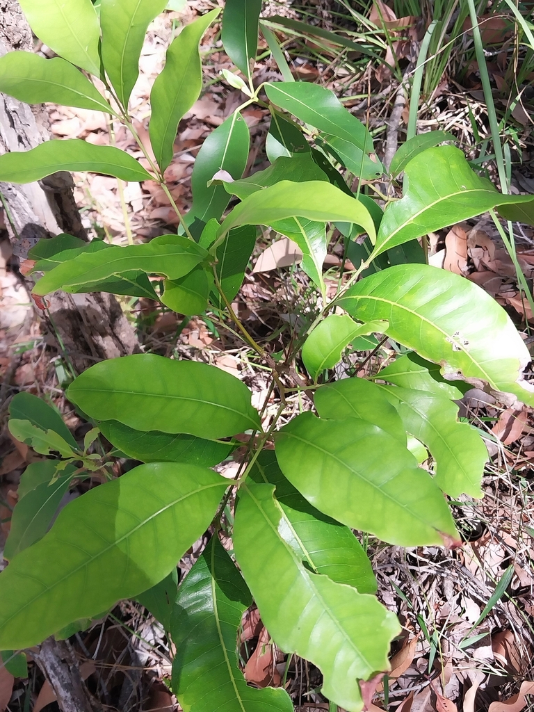 Guioa acutifolia from Noosa - Noosa-Noosaville, Noosa, AU-QL, AU on ...