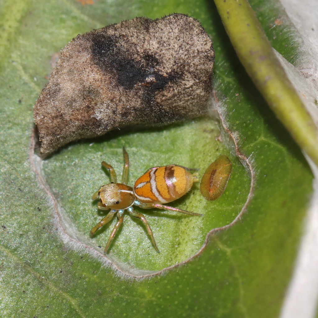 Green Ant-hunter Spider from Mt Stuart, QLD, Australia on October 2 ...