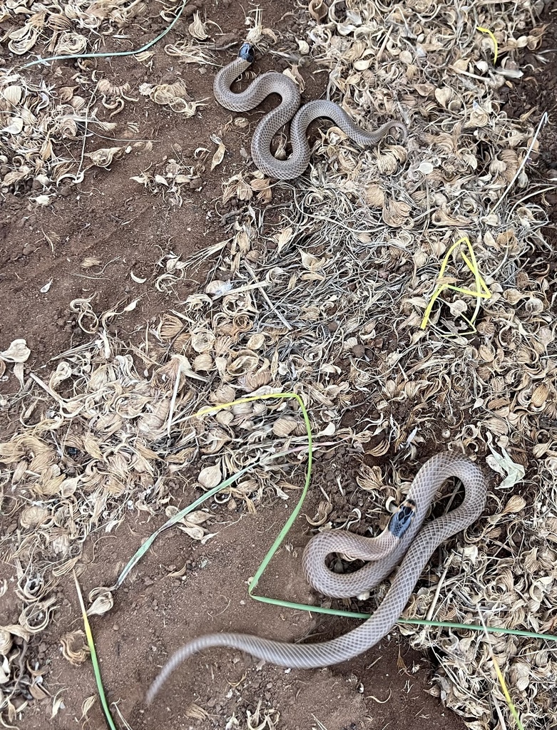 Spectacled Snake from Mallala/dublin Ward, Dublin, SA, AU on May 30 ...