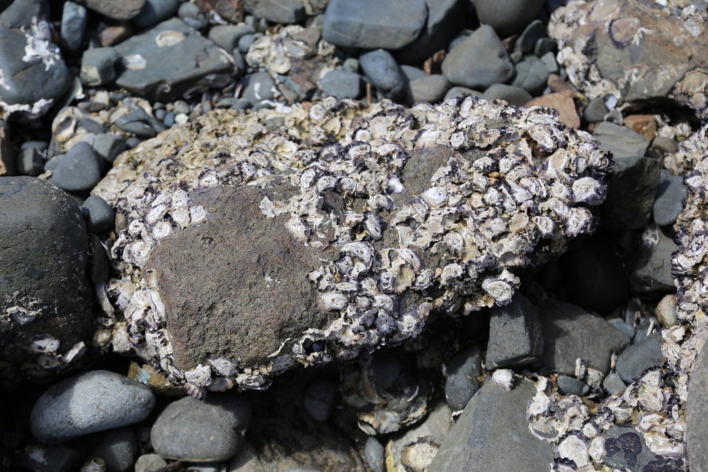 Sydney Rock Oyster from Kuaotunu West, Coromandel Peninsula,, New ...