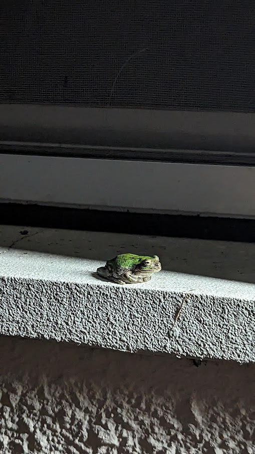 Japanese Tree Frog from Ishii, Myozai District, Tokushima, Japan on ...