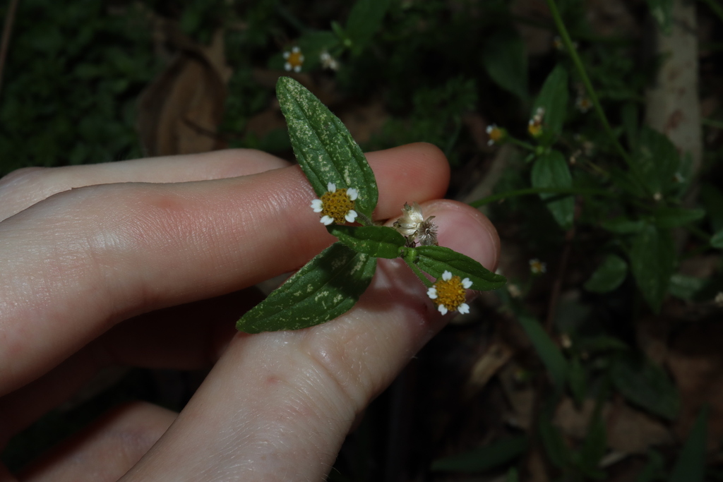 Gallant Soldier from Sydney NSW, Australia on October 2, 2023 at 12:29 ...