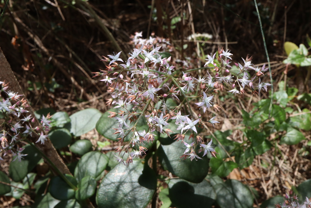 Fairy Stonecrop from Sydney NSW, Australia on October 2, 2023 at 12:55 ...
