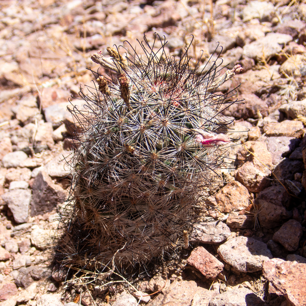 Common Fishhook Cactus from Yuma County, AZ, USA on September 24, 2023 ...