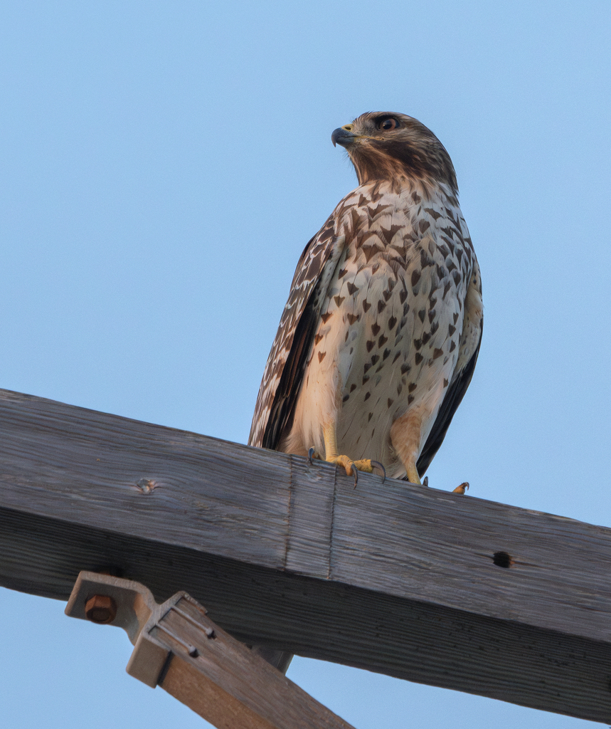 Red-shouldered Hawk from League City, TX, USA on October 1, 2023 at 06: ...