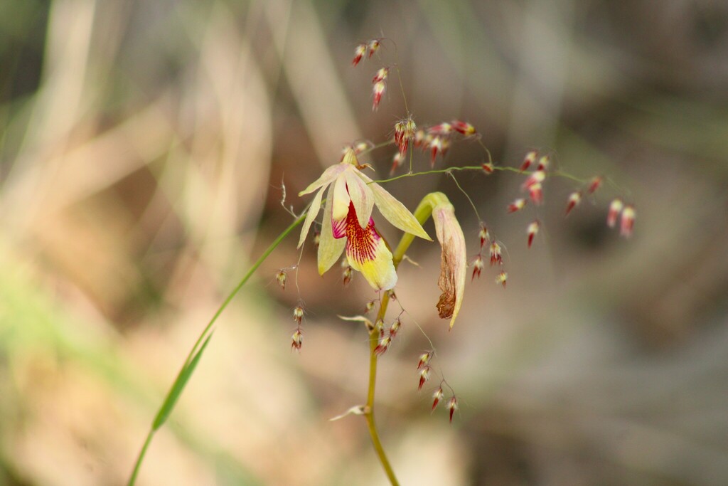 Bletia roezlii from Zapopan, Jal., México on October 1, 2023 at 01:48 ...