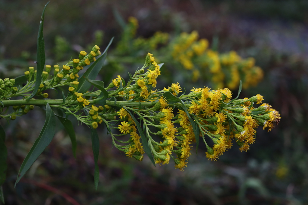northern seaside goldenrod from Bronx, NY, USA on October 1, 2023 at 06 ...