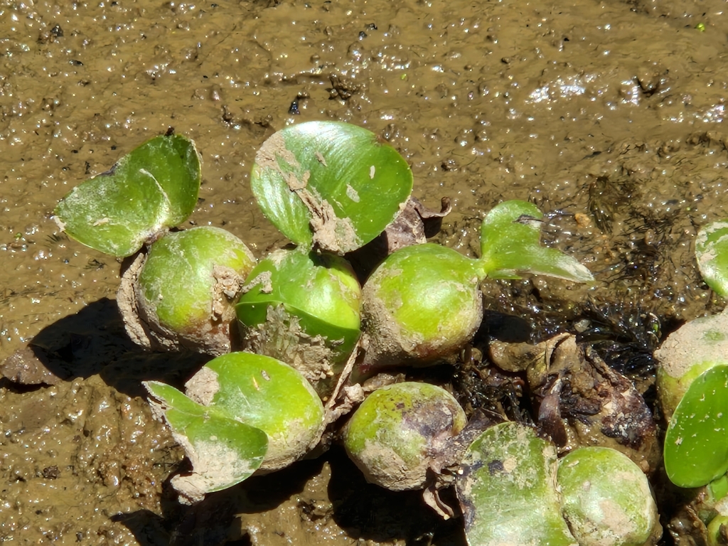 common water hyacinth from Zevenfontein 407-Jr, Midrand, Zuid-Afrika on ...