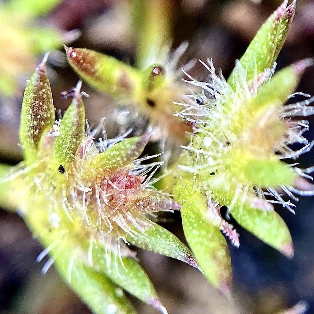 (Aphelia cyperoides) - Botanical Realm
