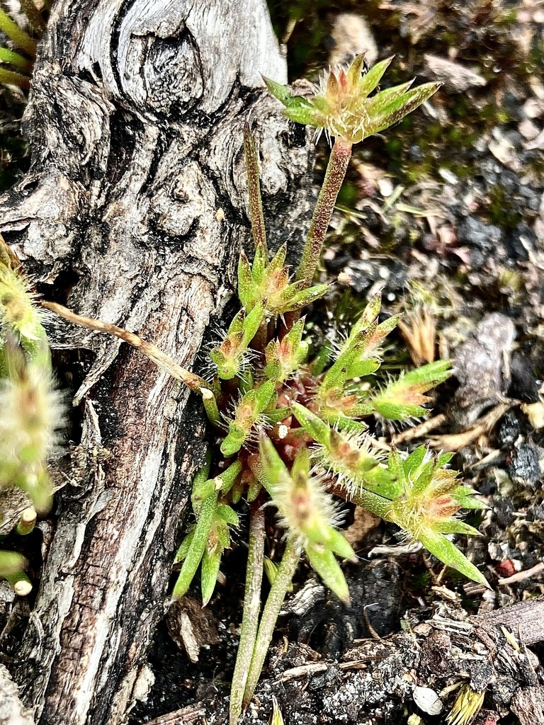 (Aphelia cyperoides) - Botanical Realm