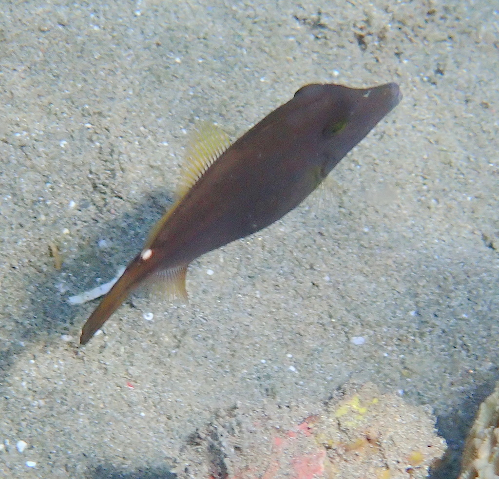 Wirenet Filefish from Marsa Alam, Red Sea Governorate, Egypt on ...