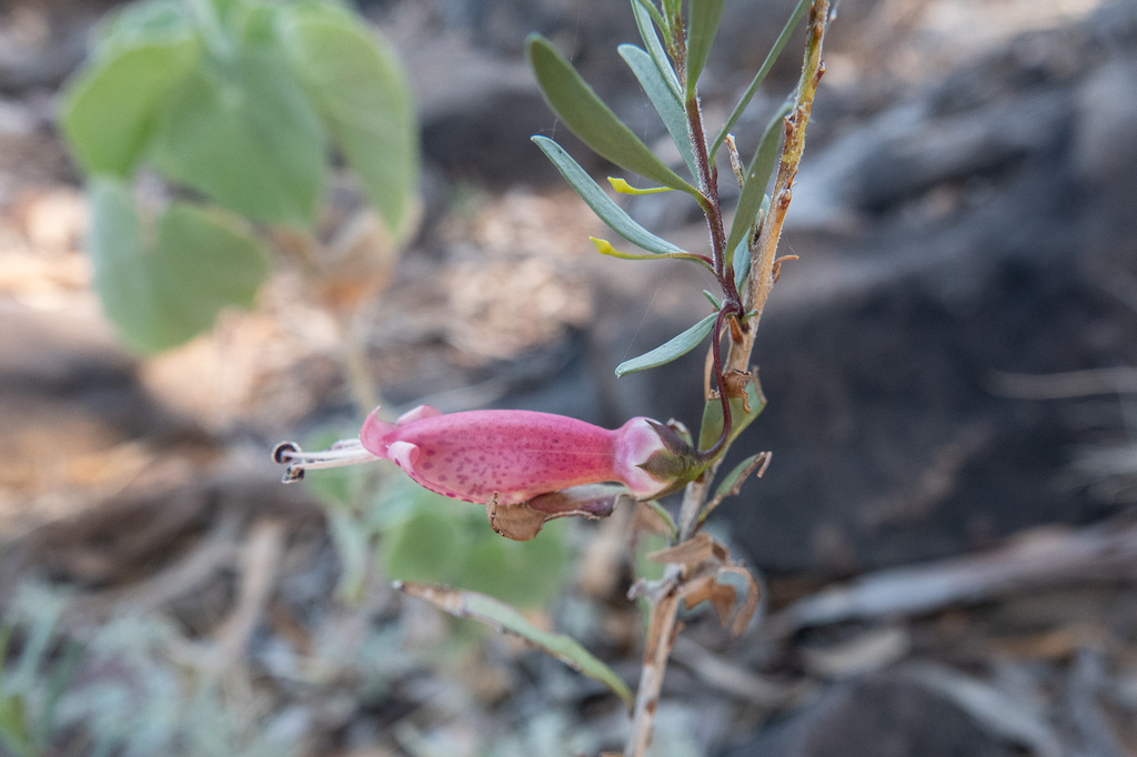 spotted emu bush from Gidgealpa SA 5731, Australia on July 26, 2023 at ...