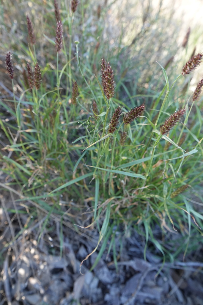 buffelgrass from Gidgealpa SA 5731, Australia on July 26, 2023 at 04:05 ...