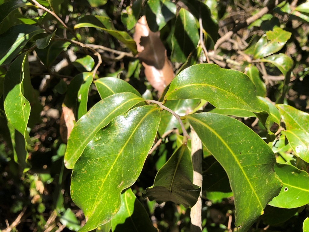 Zig-zag Vine from Fordsdale QLD 4343, Australia on October 1, 2023 at 11:36 AM by Martin Bennett ...