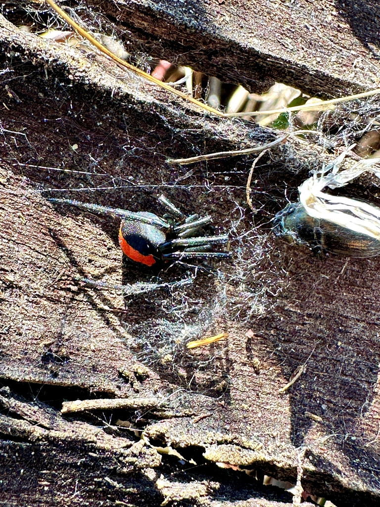 Redback Spider from Wadderin WA 6369, Australia on September 26, 2023 ...