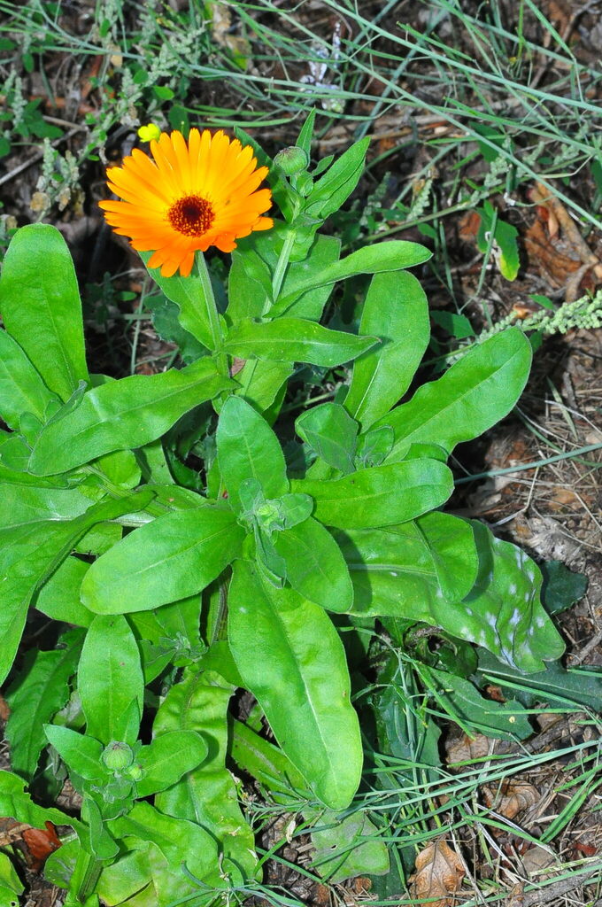 pot marigold from 11020 Estaod AO, Italia on March 31, 2000 at 05:40 AM ...