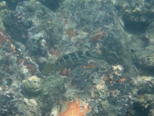 Nagasaki Grouper (Epinephelus moara) · iNaturalist