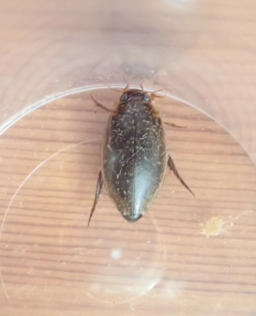 large-grooved diving beetle from Park Lane, Selsey, UK on October 1 ...