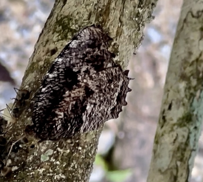 Tiger Palmfly from Lubok Semilang, Langkawi Island, Kedah on October 2 ...