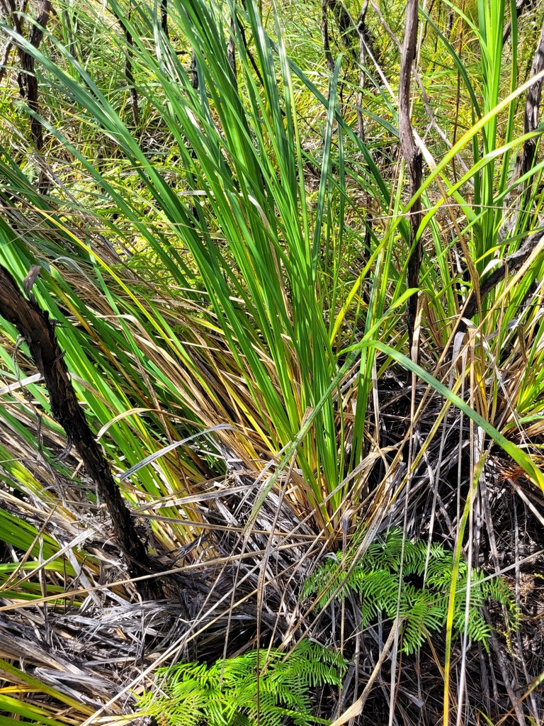 Gahnia setifolia from Omaio 3199, New Zealand on October 2, 2023 at 01: ...