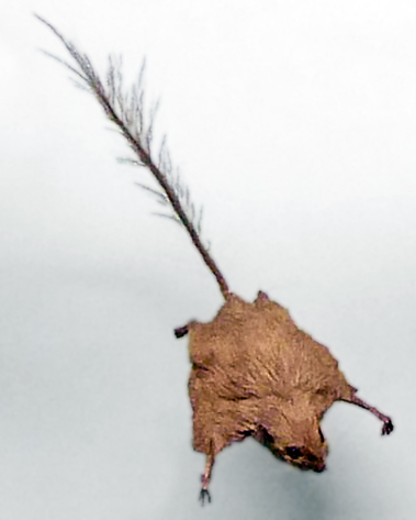 Pygmy Anomalure (Idiurus zenkeri) · iNaturalist Guatemala