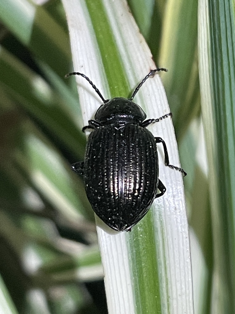 Adelium from Culley Ave, Belair, SA, AU on October 2, 2023 at 08:21 PM ...