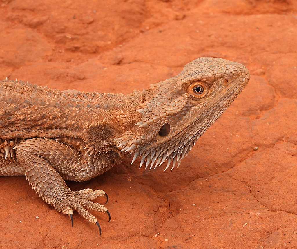 Central Bearded Dragon from Hungerford QLD 4493, Australia on September ...