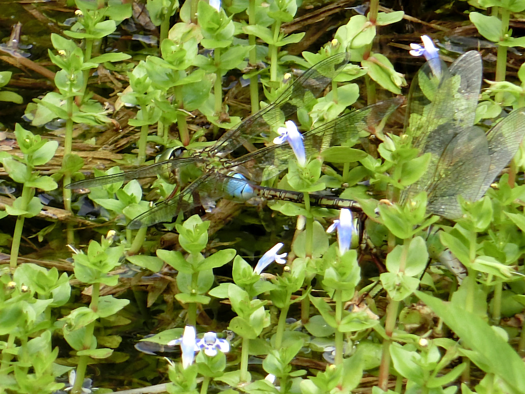 Anax julius from Sai Kung, Hong Kong on October 2, 2023 at 01:06 PM by ...