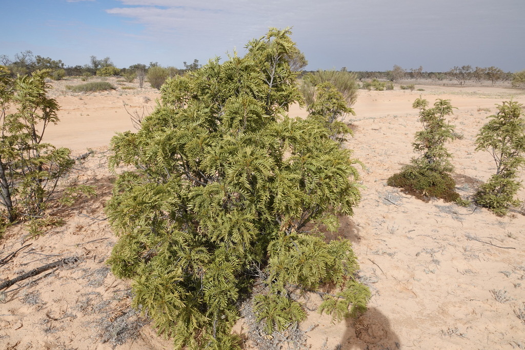 Emu Apple from Gidgealpa SA 5731, Australia on July 27, 2023 at 10:21 ...