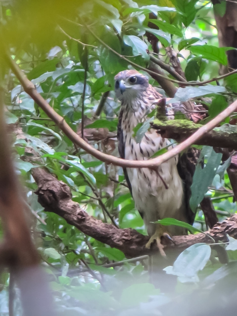 Doria's Goshawk in September 2023 by Aponk Al'z Rusdy · iNaturalist