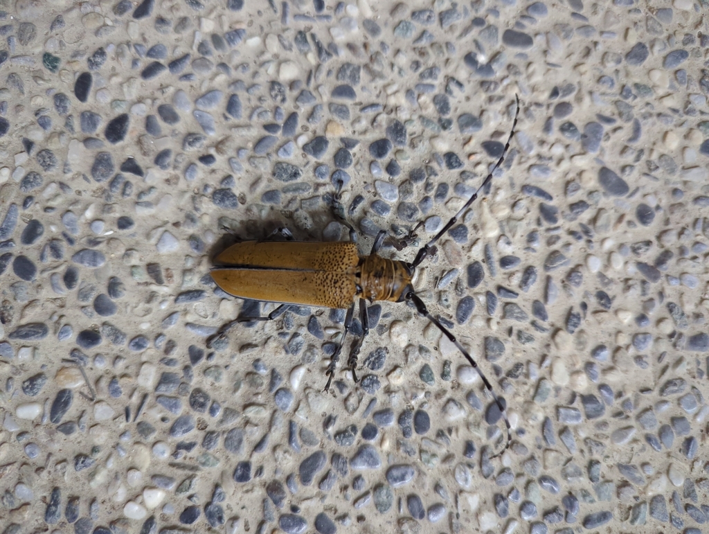 Apriona rugicollis from 718台灣台南市關廟區關廟里 on October 2, 2023 at 07:06 PM ...