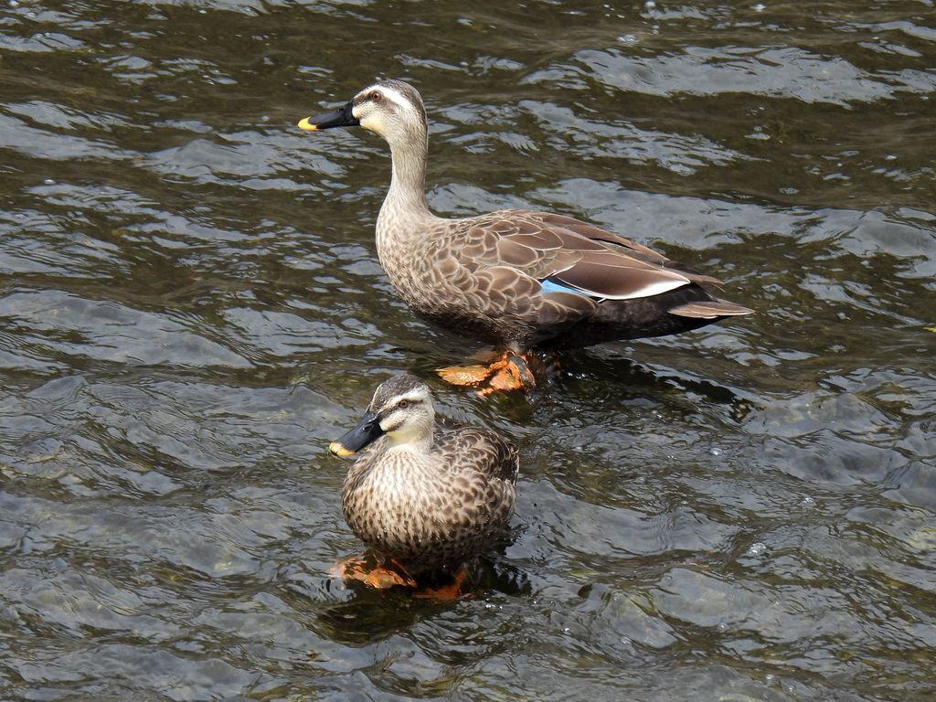 Eastern Spot-billed Duck from Okura, Setagaya City, Tokyo 157-0074 ...