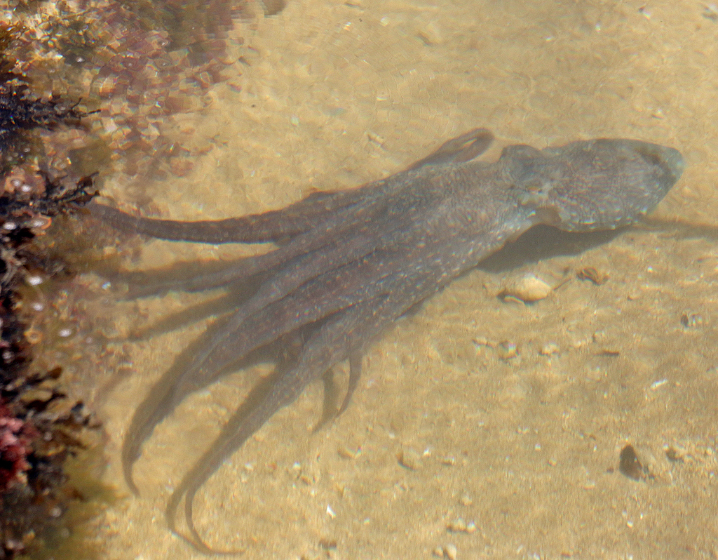 Common Octopus from Garden Route District Municipality, South Africa on ...