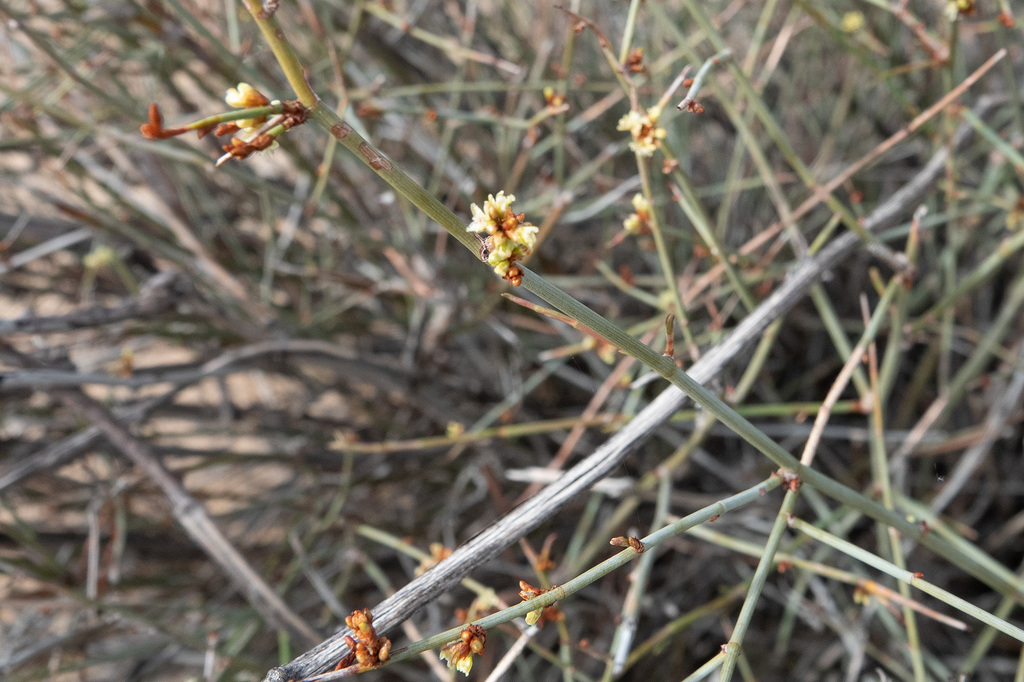 Tangled Lignum from Gidgealpa SA 5731, Australia on July 27, 2023 at 10 ...