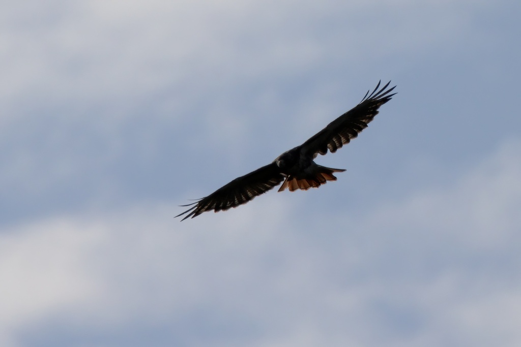 Red-tailed Hawk from Jackson County, MS, USA on September 29, 2023 at ...
