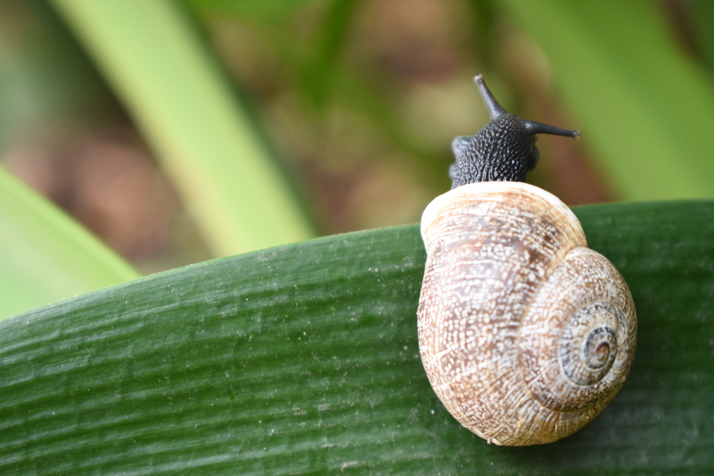 Spanish Snail (Madeira Snails) · iNaturalist