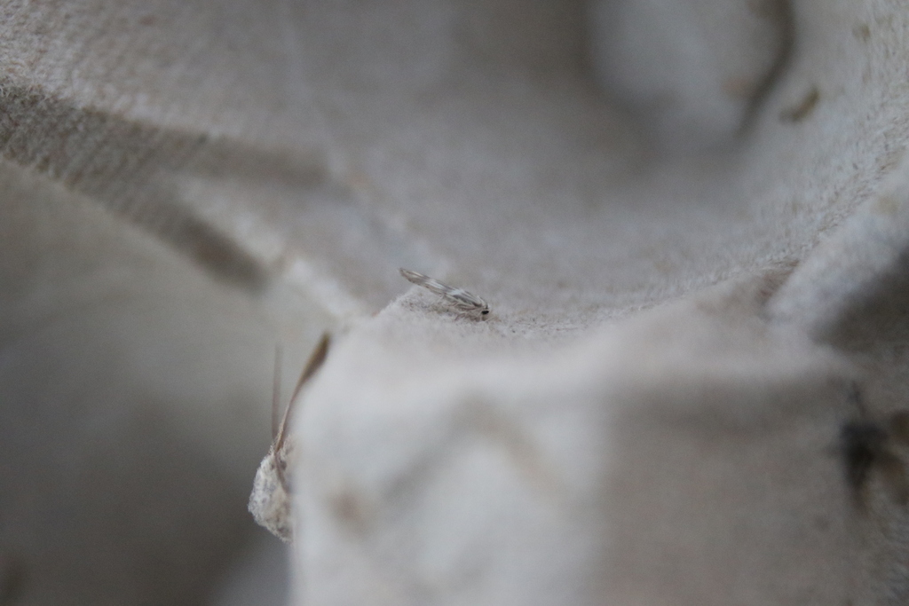 Butterflies and Moths from Kavarna, Bulgaria on 19 September, 2023 at ...