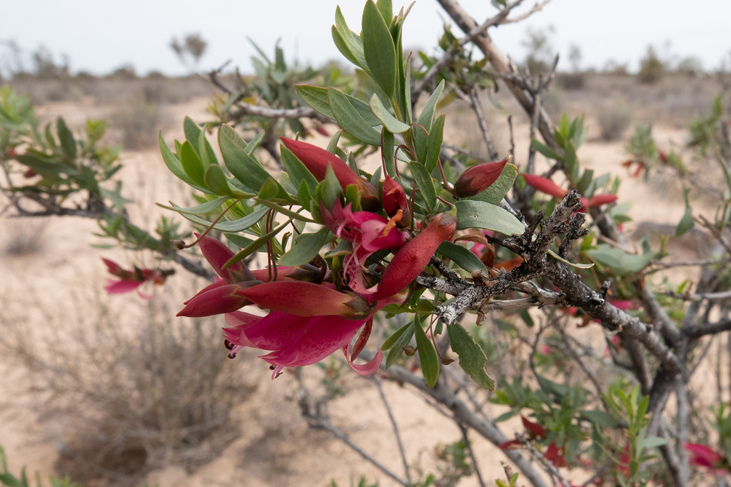 spotted emu bush from Gidgealpa SA 5731, Australia on July 27, 2023 at ...