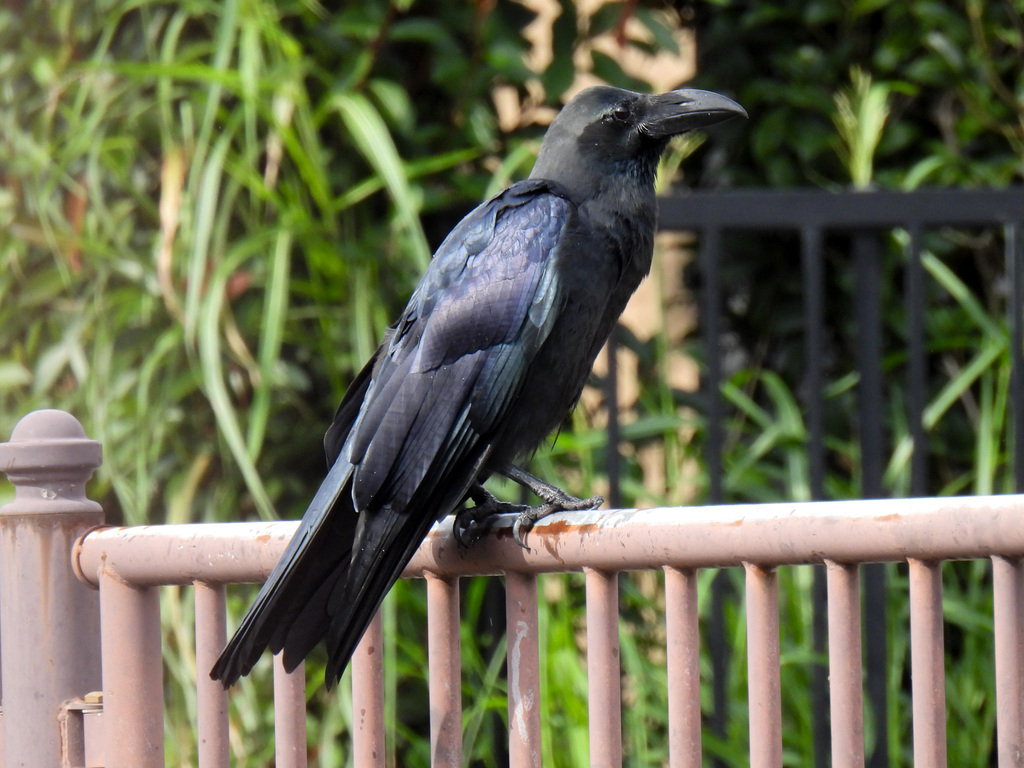 Large-billed Crow from Midorigaoka, Chofu, Tokyo 182-0001, Japan on ...