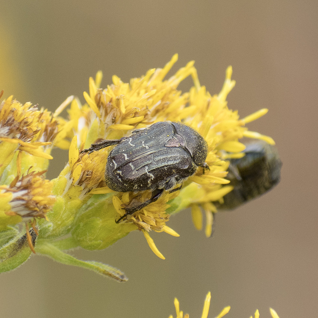 Dark Flower Scarab from Montgomery County, OH, USA on September 24 ...