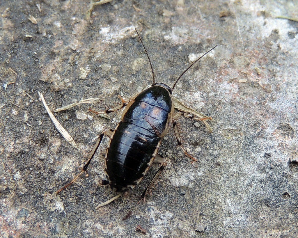 Lobopterella dimidiatipes from Regentschap Ende, Oost-Nusa Tenggara ...