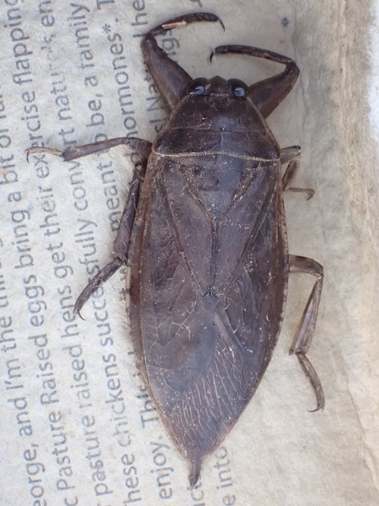 American Giant Water Bug in October 2023 by chris buelow · iNaturalist