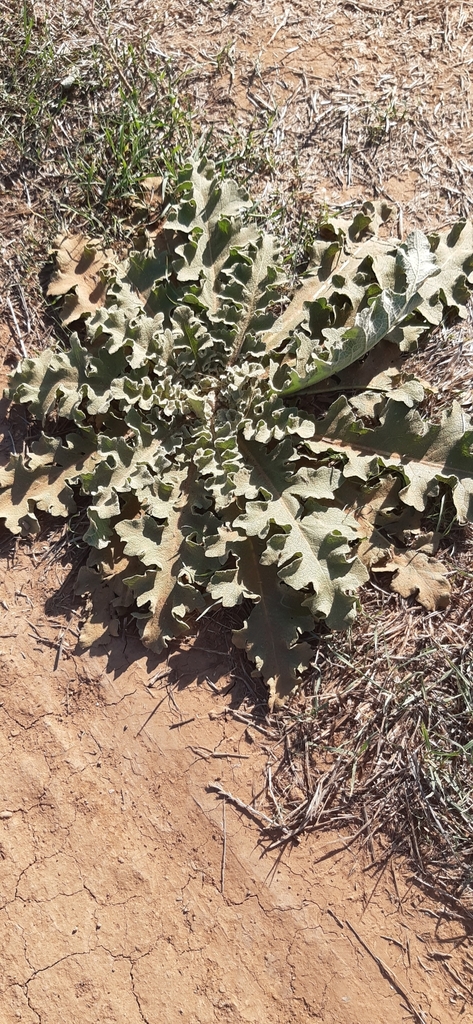 wavyleaf mullein from 58015 Orbetello GR, Italia on September 30, 2023 ...